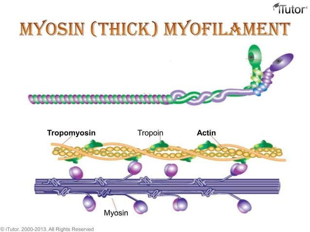 The Muscular System | PPTX