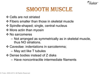 The Muscular System | PPTX