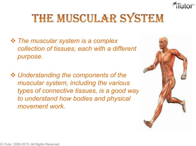The Muscular System | PPTX
