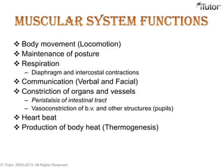 The Muscular System | PPTX