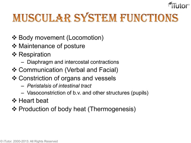 The Muscular System | PPTX