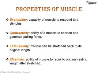 The Muscular System | PPTX