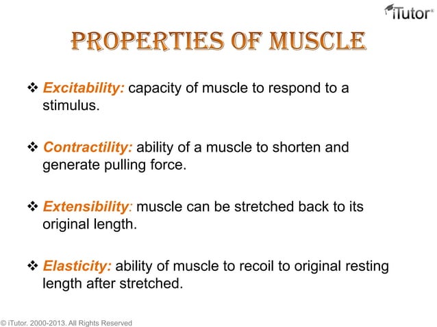 The Muscular System | PPTX