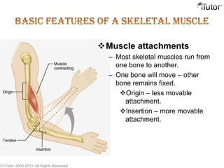 The Muscular System | PPTX