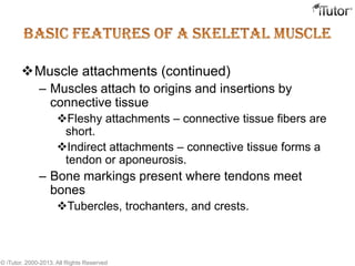 The Muscular System | PPTX