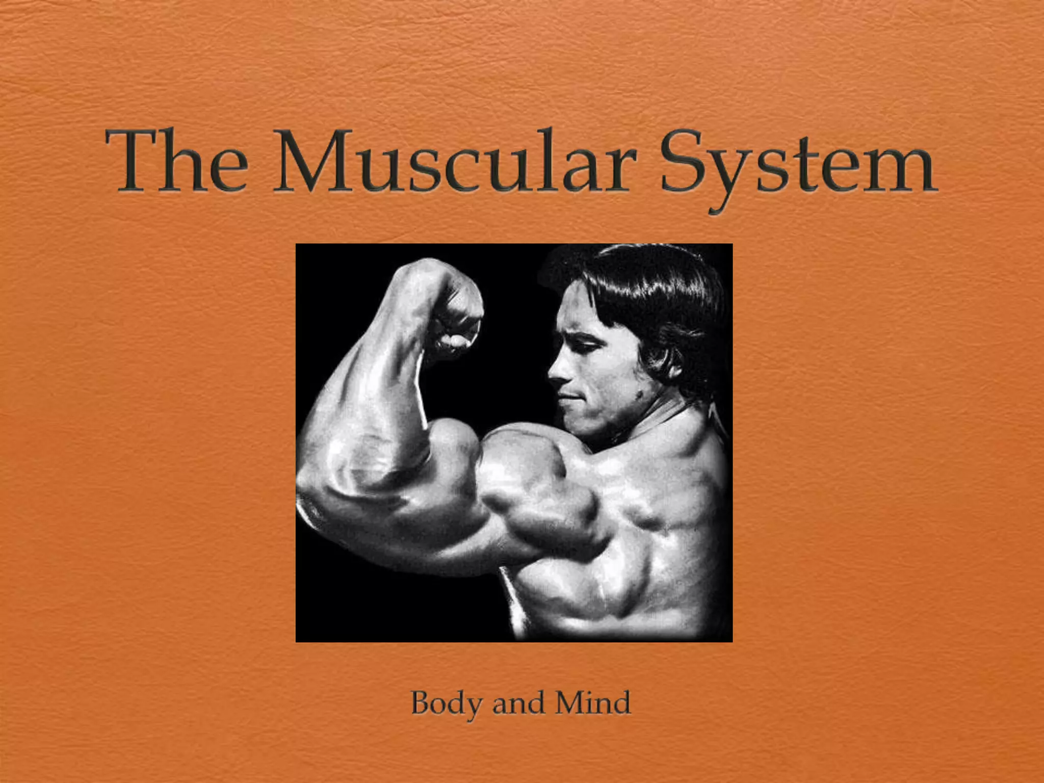 The muscular system | PPT
