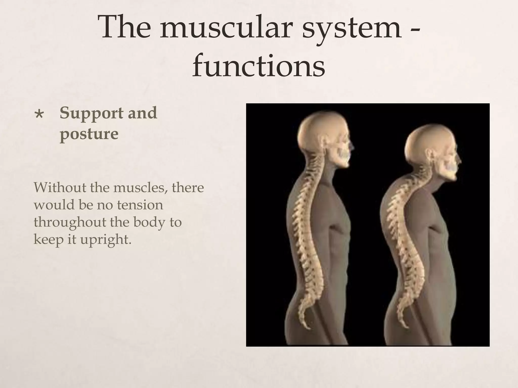 The muscular system | PPT