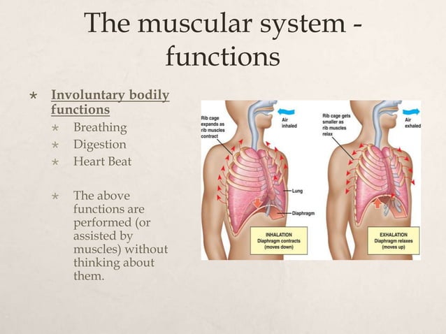 The muscular system | PPT