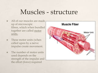 The muscular system | PPT