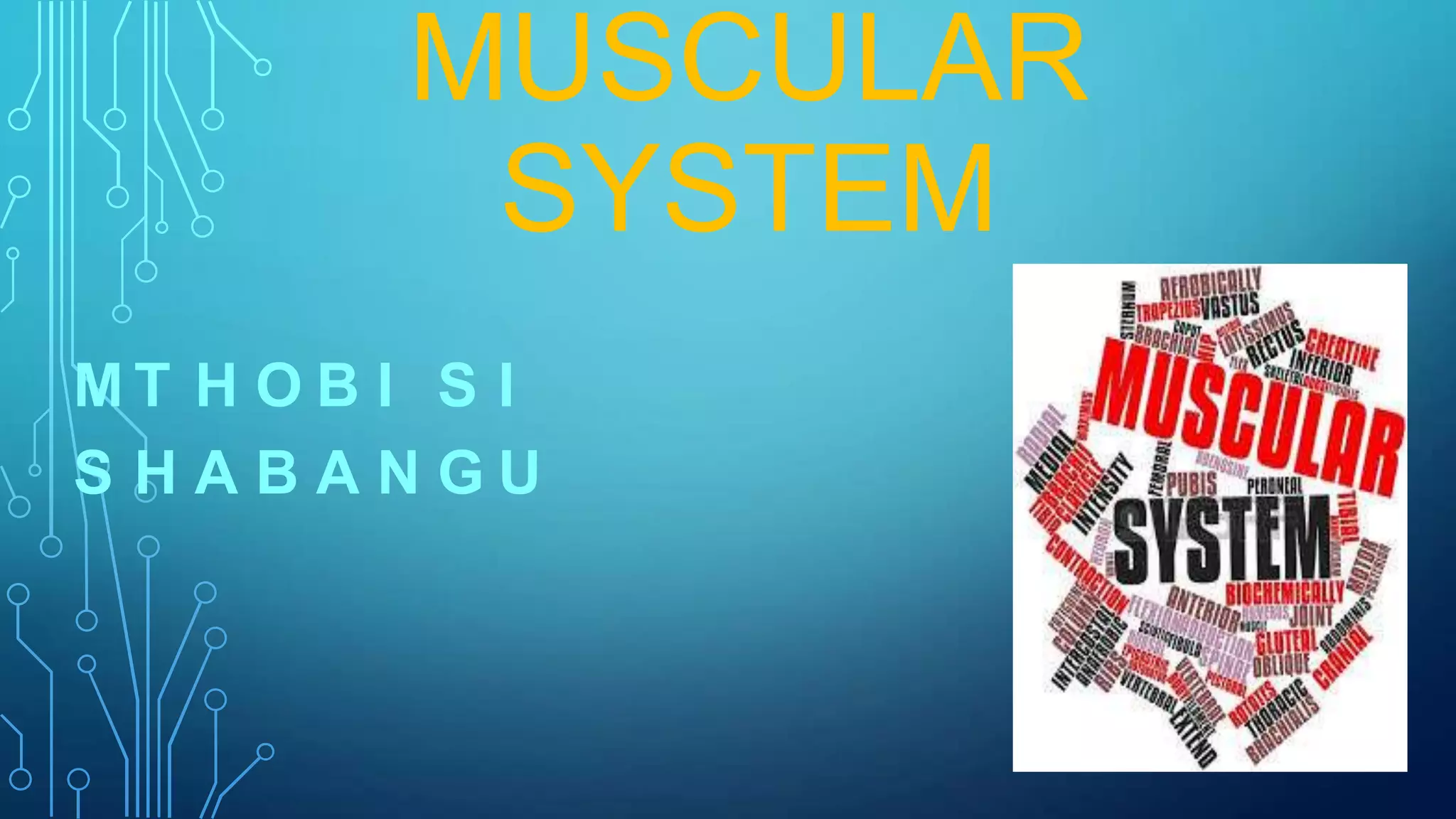 The muscular system | PPTX
