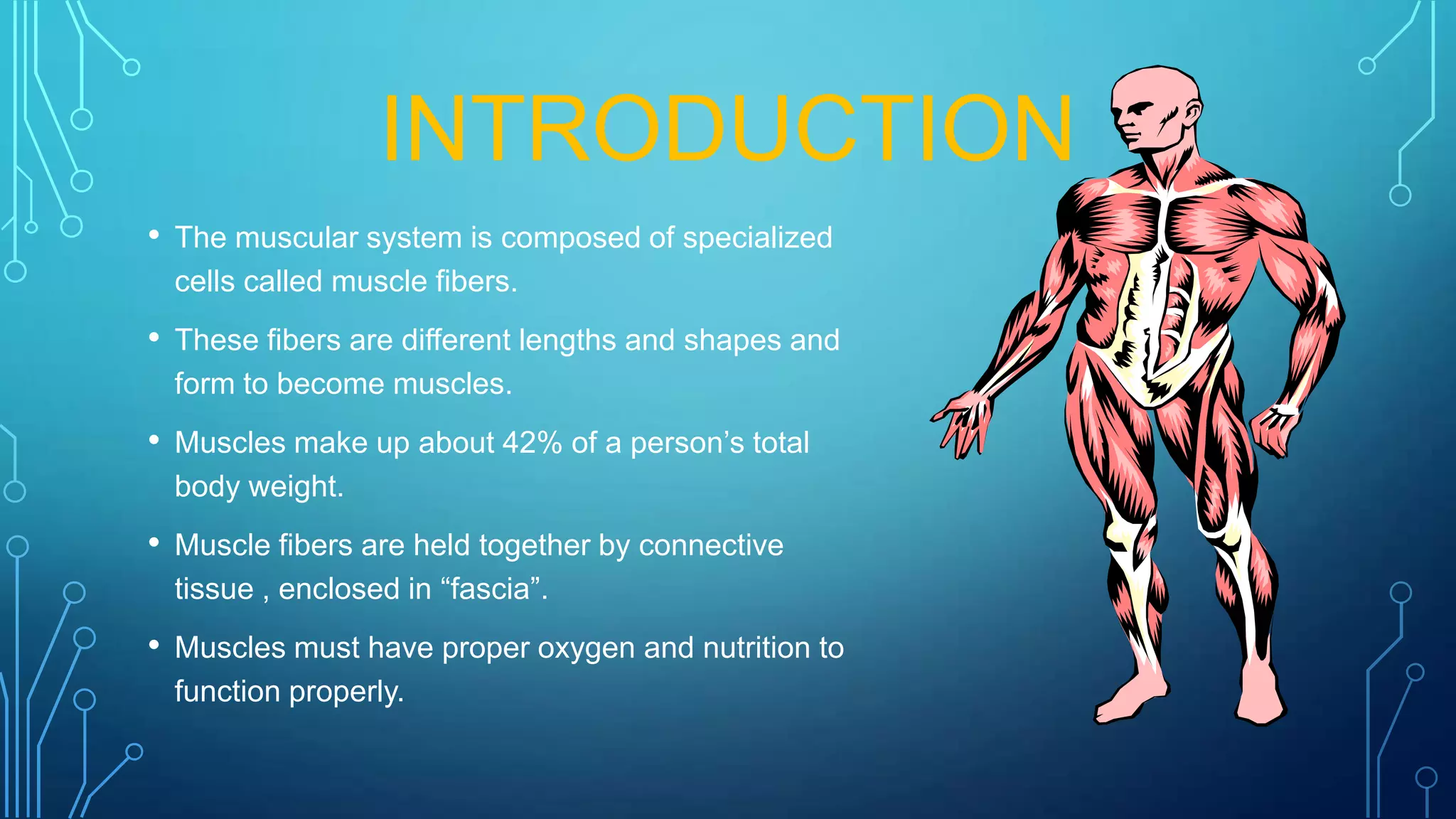 The muscular system | PPTX | Biological Sciences | Science