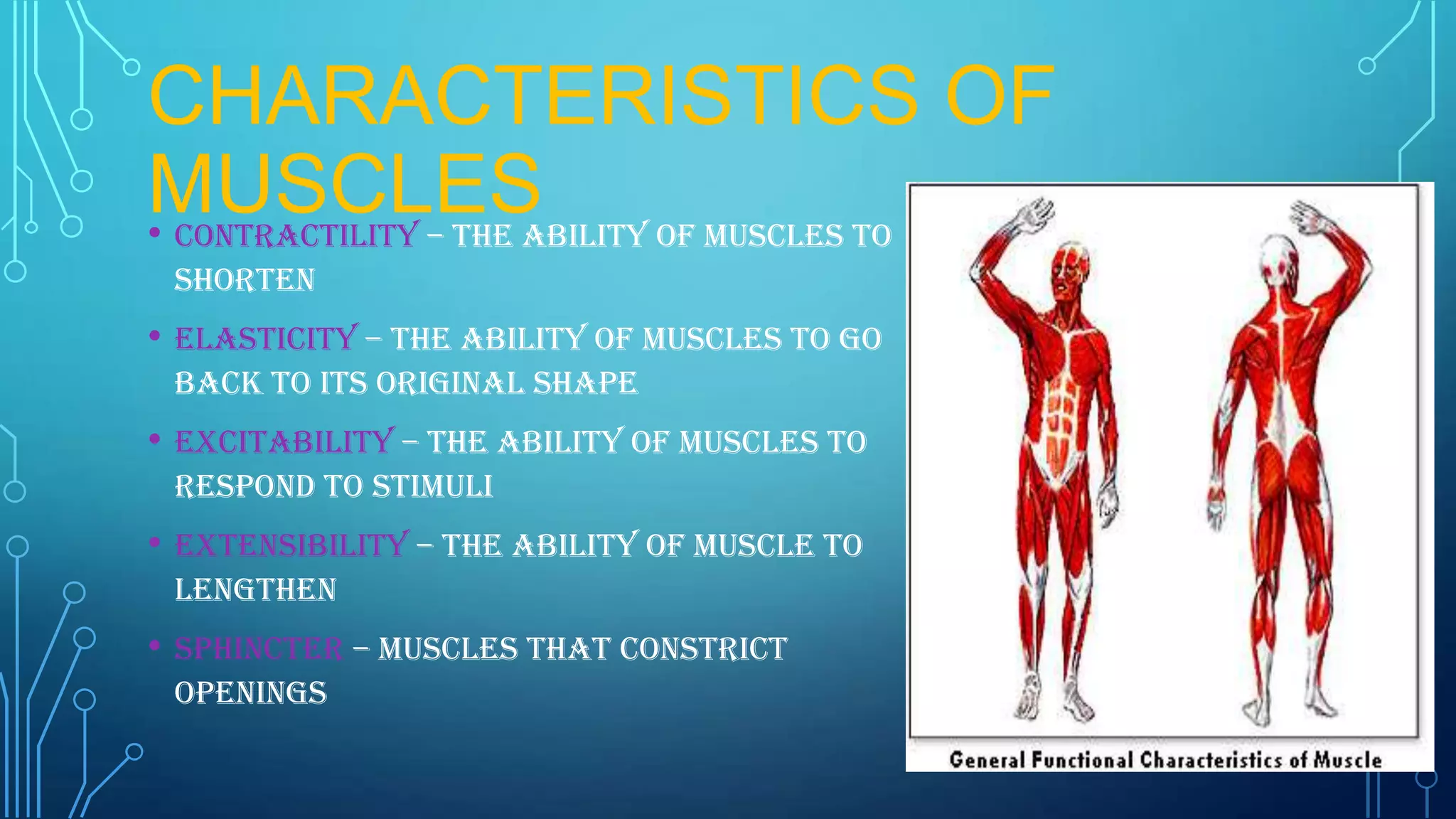 The muscular system | PPTX | Biological Sciences | Science