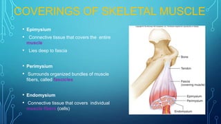 The muscular system | PPTX