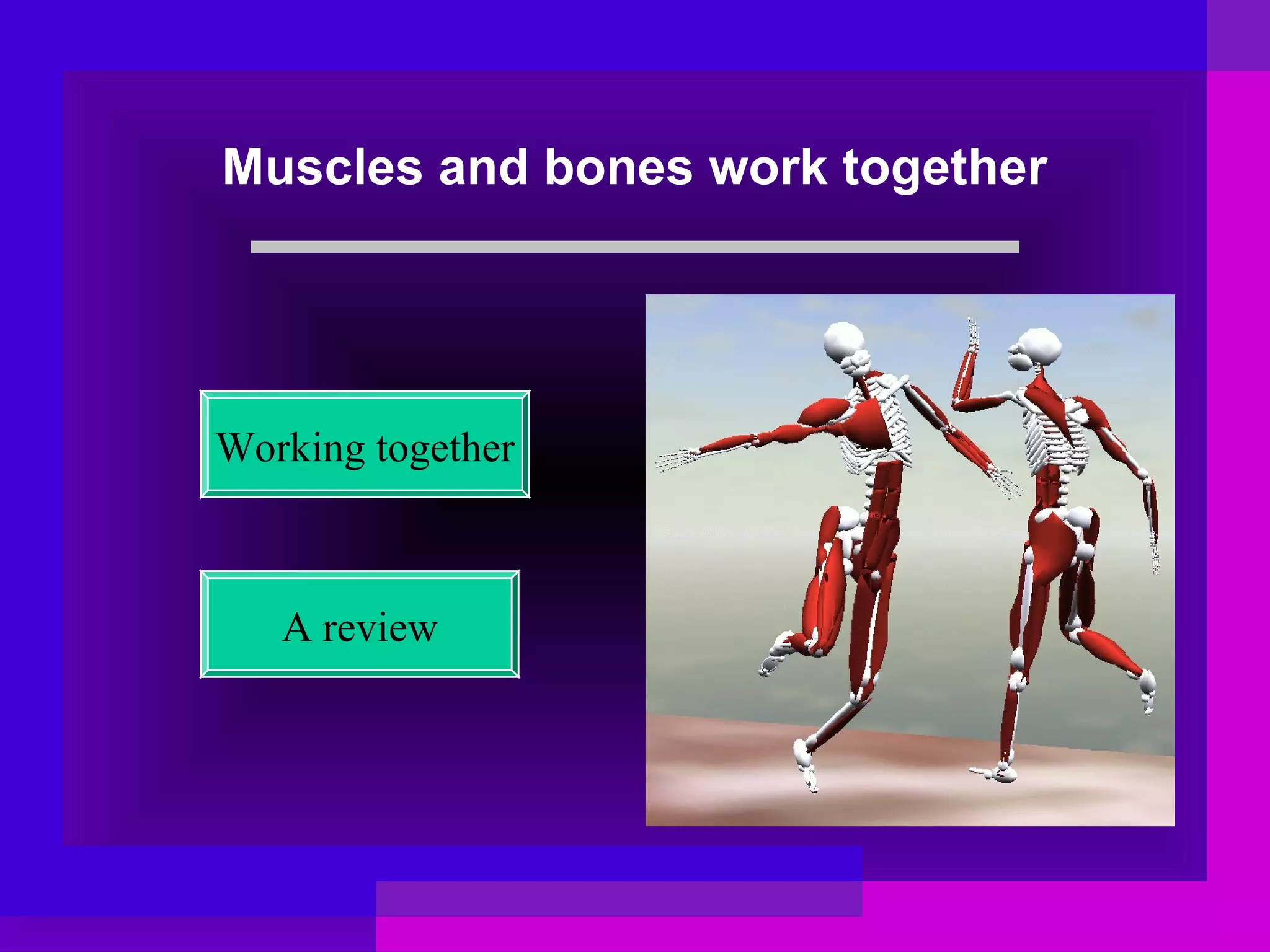 The muscular system | PPT
