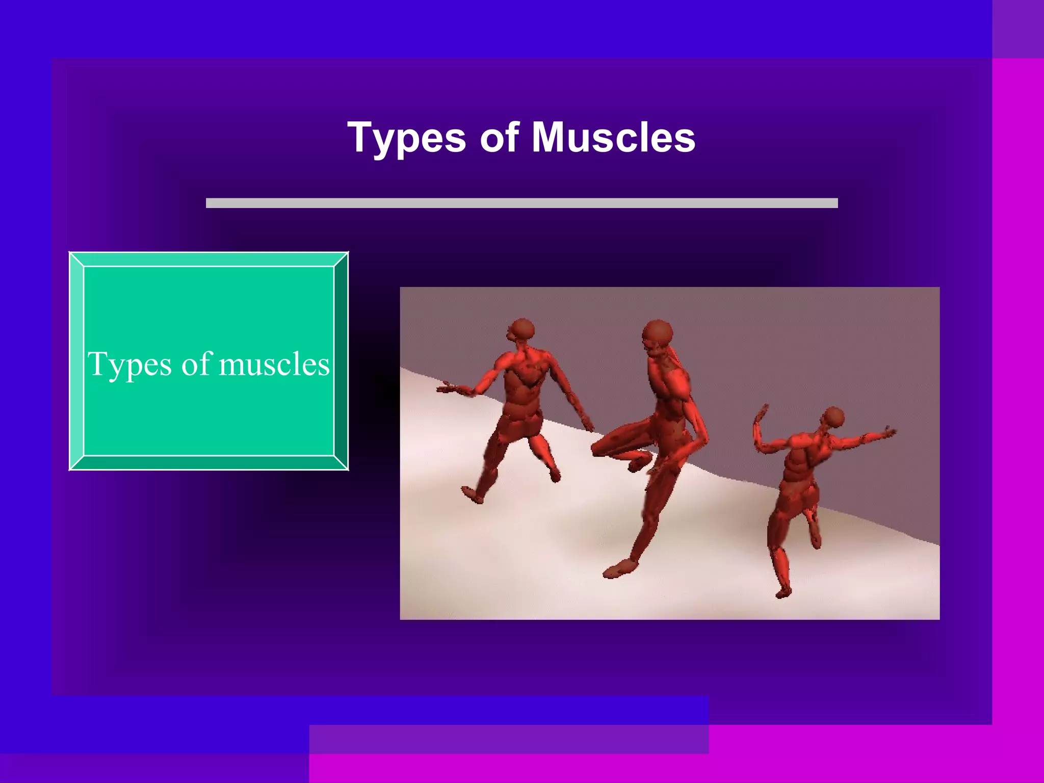 The muscular system | PPT