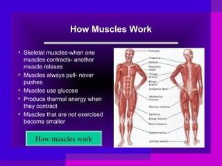 The muscular system | PPT