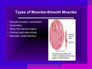 The muscular system | PPT