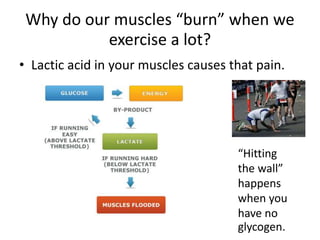 The muscular system | PPTX