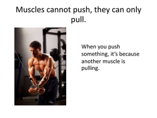 The muscular system | PPT