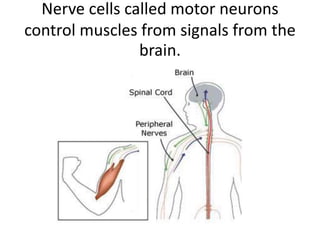 The muscular system | PPT