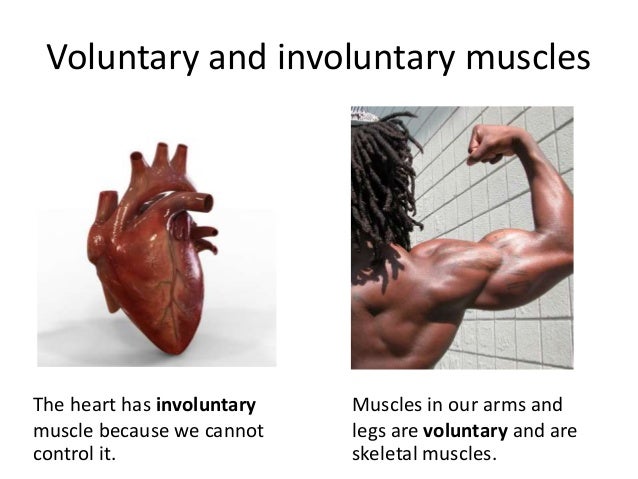 The muscular system