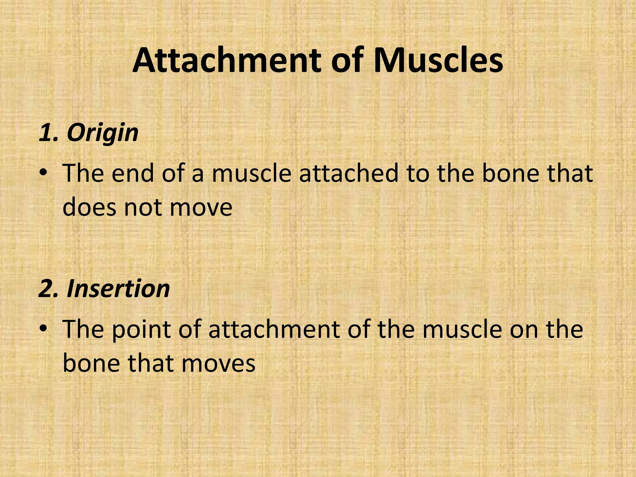 The muscular system | PPTX