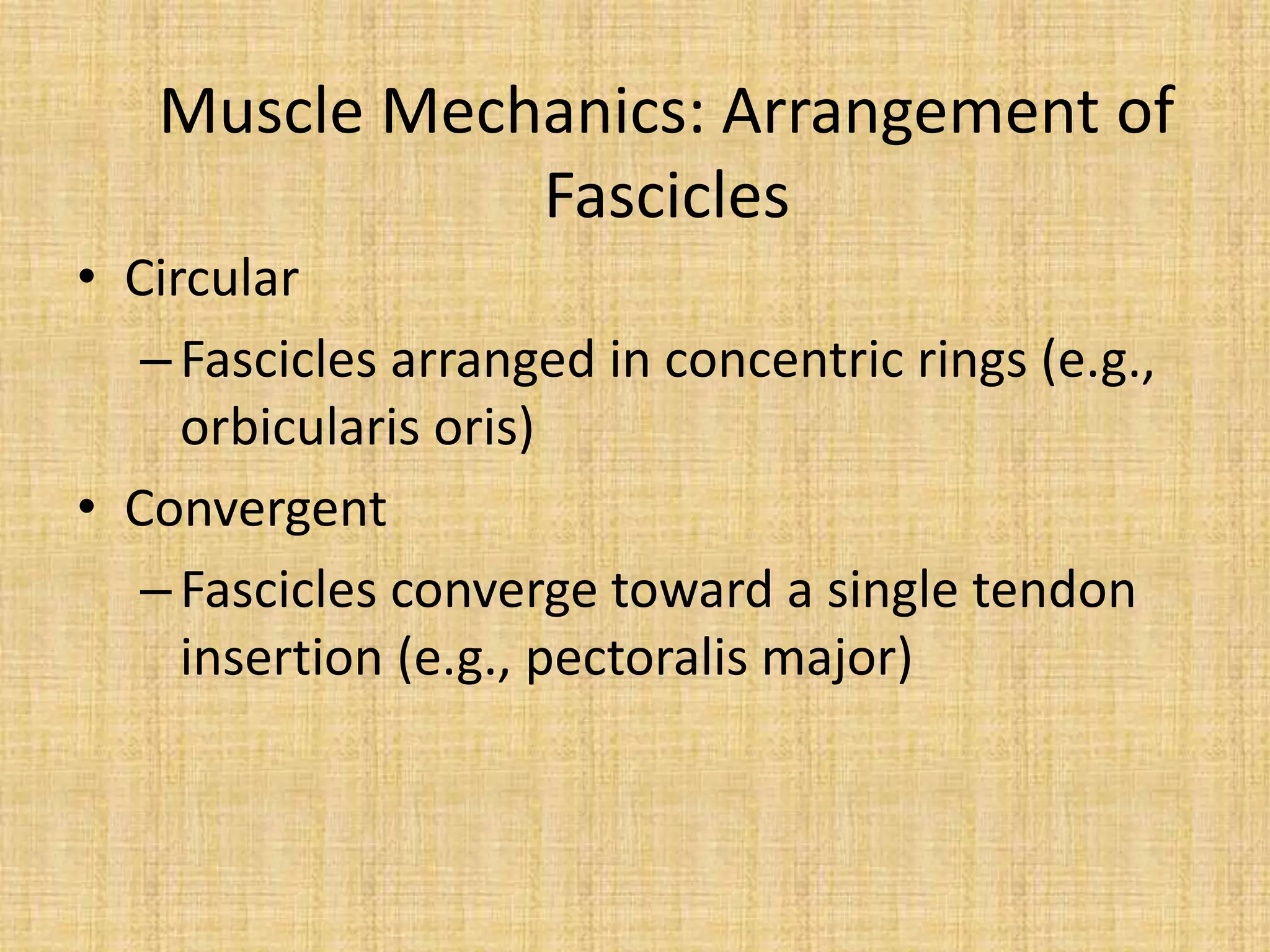 The muscular system | PPTX
