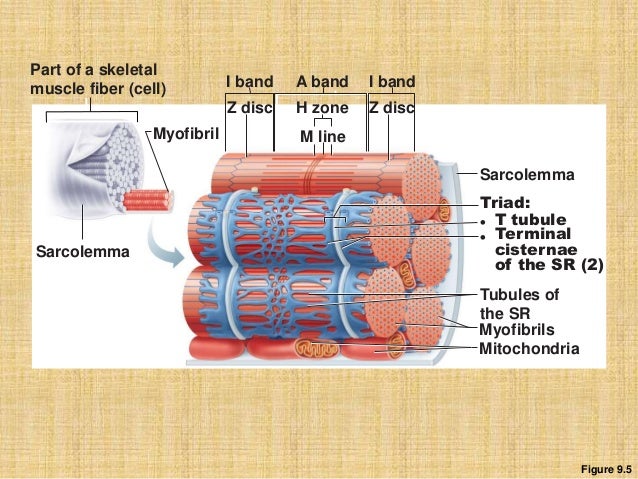 The muscular system