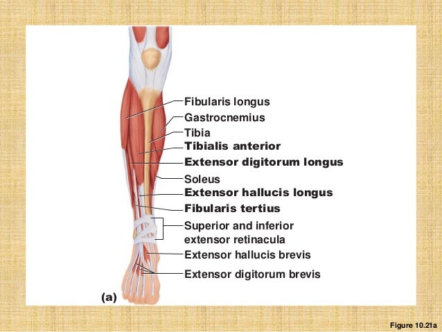 The muscular system