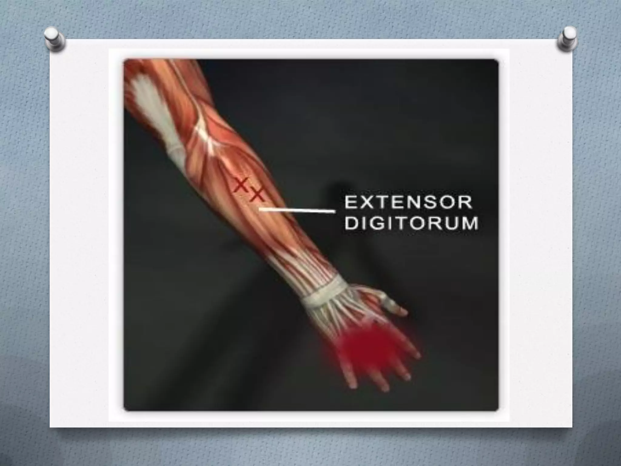 The muscular system | PDF