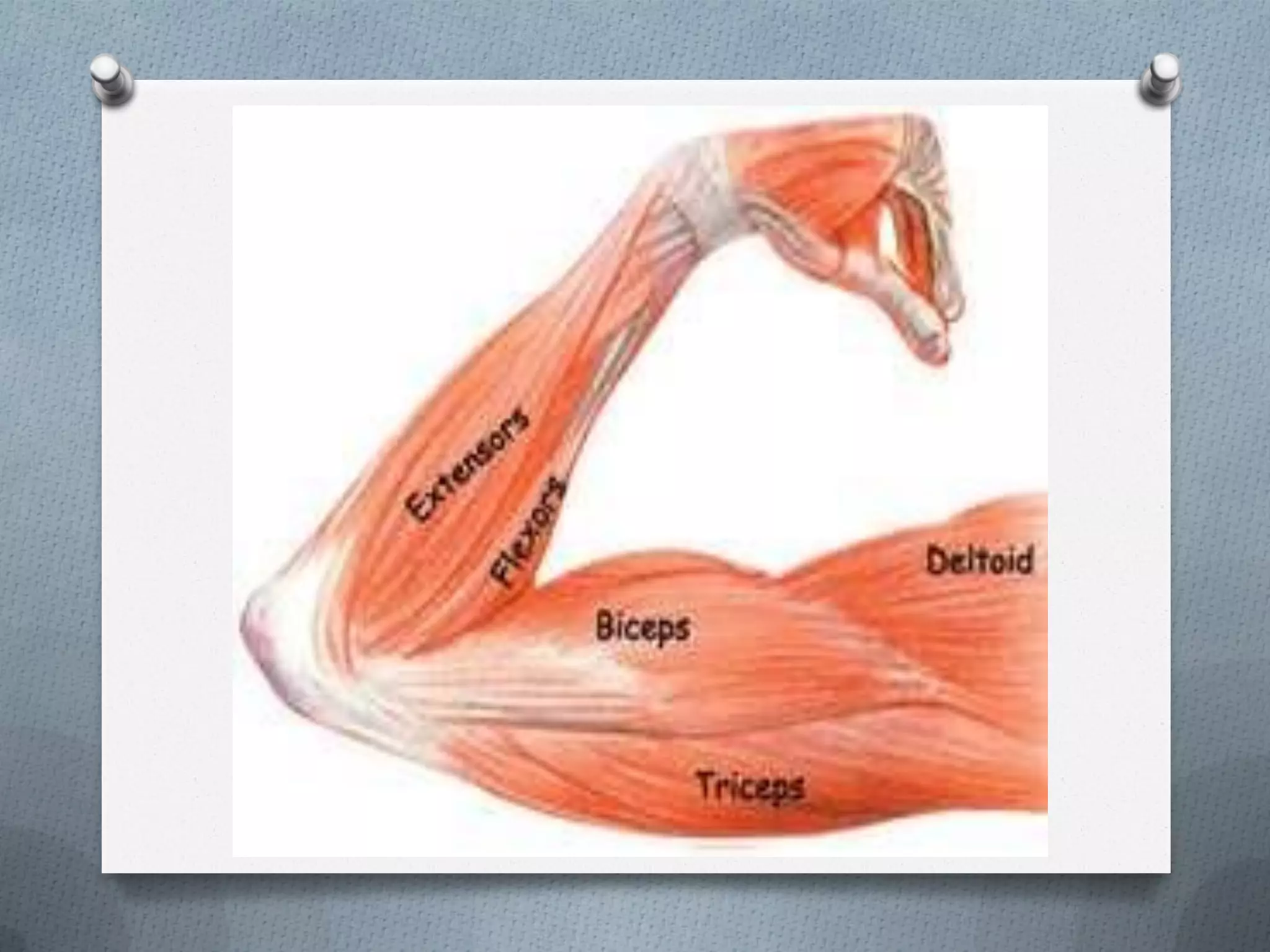 The muscular system | PDF