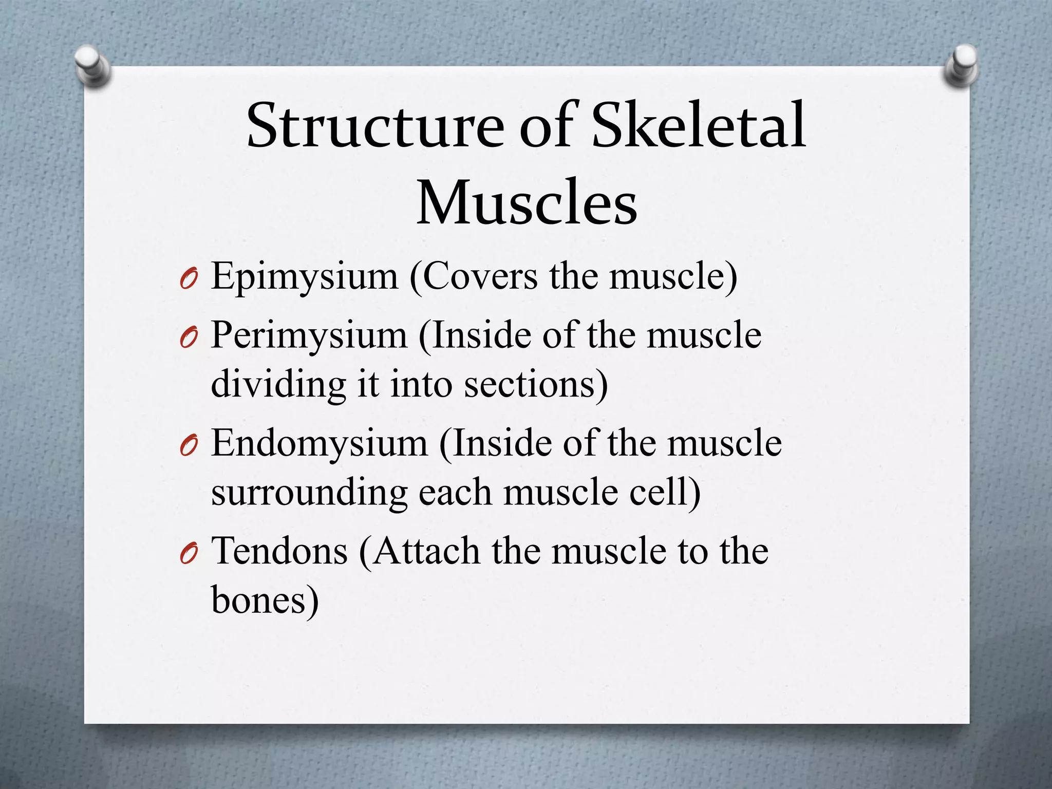 The muscular system | PDF