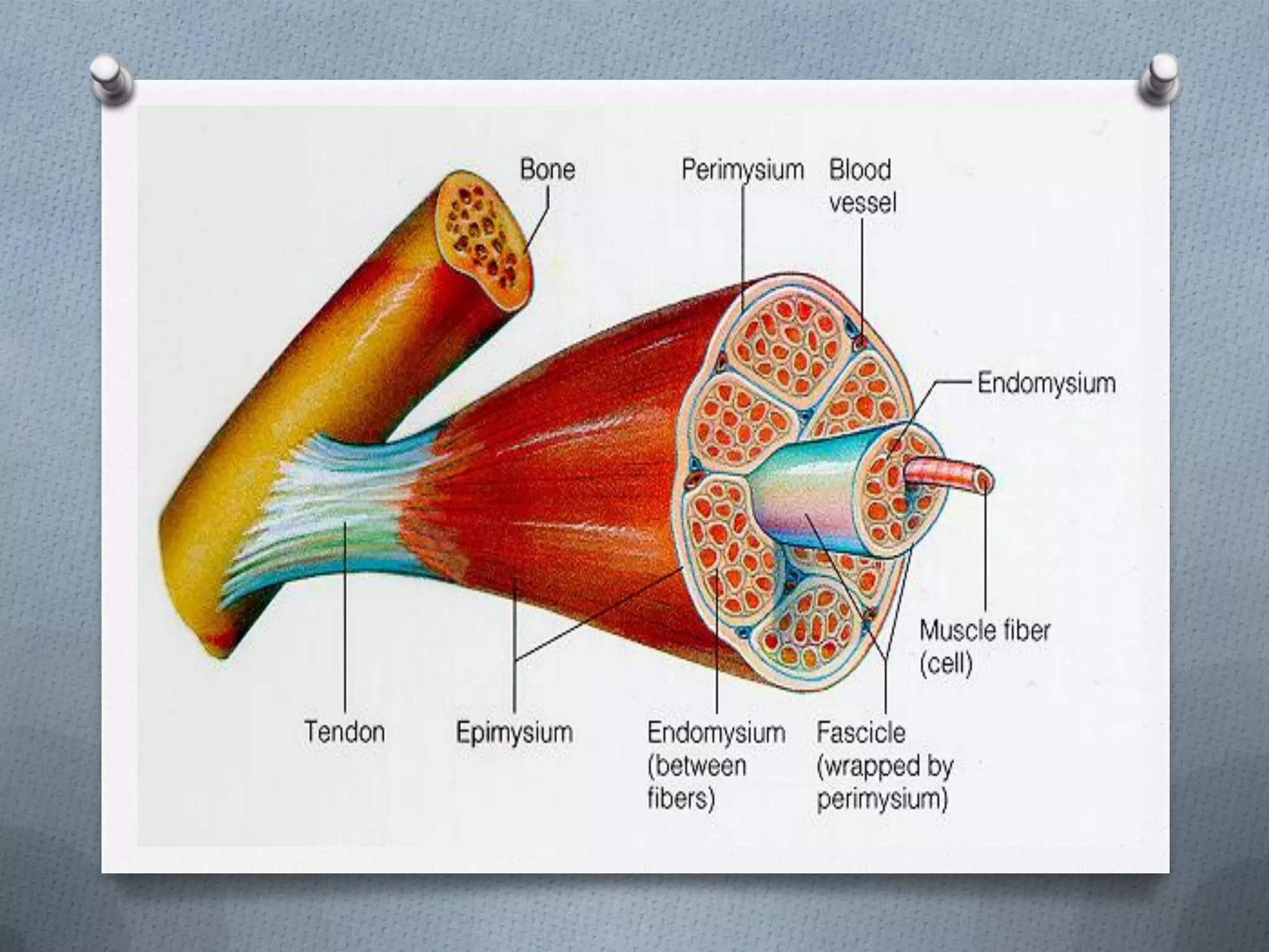The muscular system | PDF