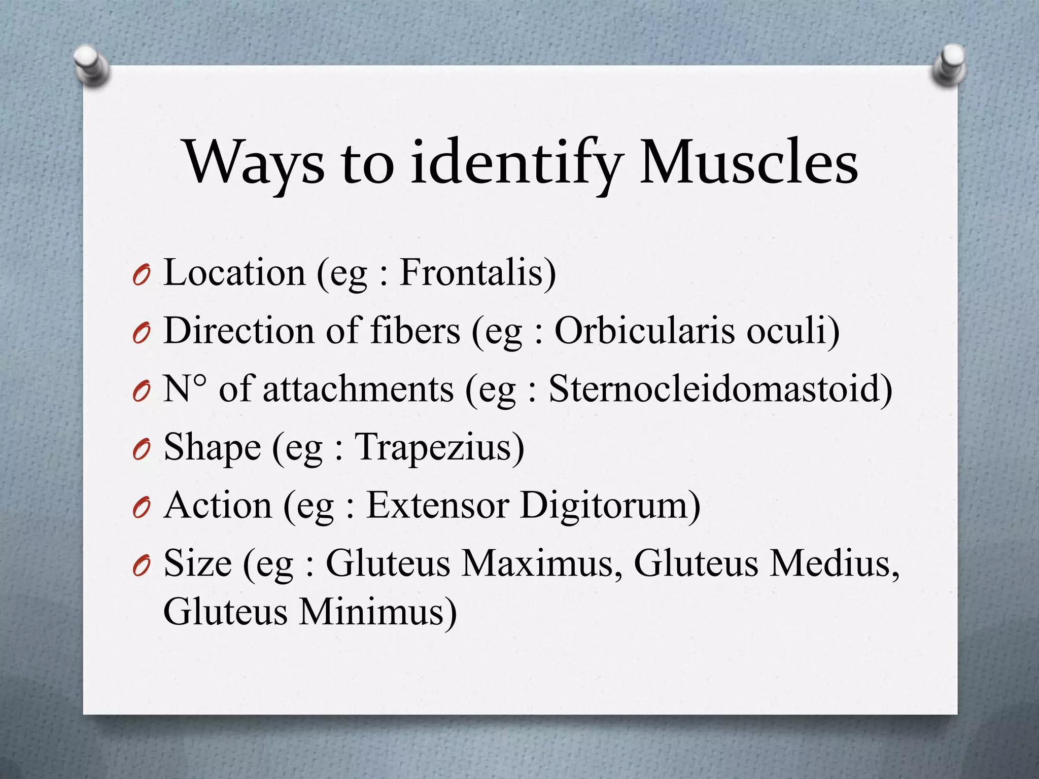 The muscular system | PDF
