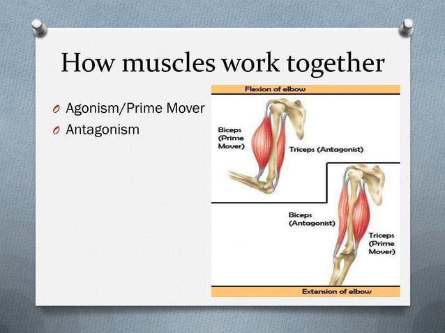 The muscular system | PDF