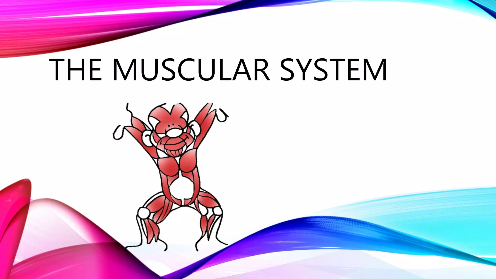 The muscular system | PPTX