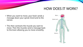 The muscular system | PPT