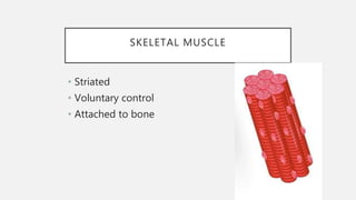 The muscular system | PPTX