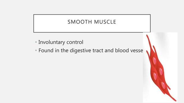 The muscular system | PPT