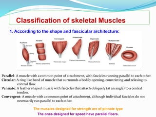 The muscular system | PPT