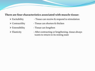 The muscular system | PPT