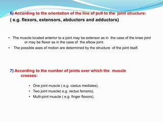 The muscular system | PPT