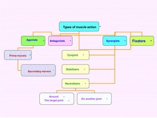 The muscular system | PPT