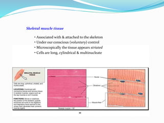 The muscular system | PPT