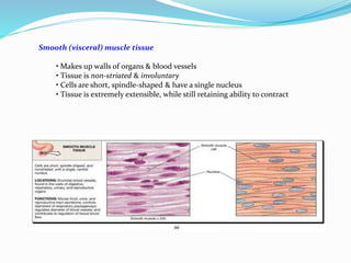 The muscular system | PPT