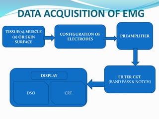 The Muscular System.pptx