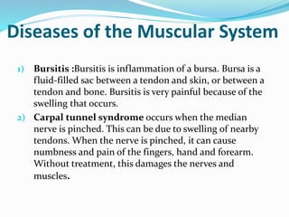 The Muscular System.pptx