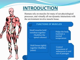 The Muscular System.pptx