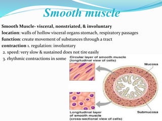 The Muscular System.pptx