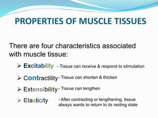 The Muscular System.pptx
